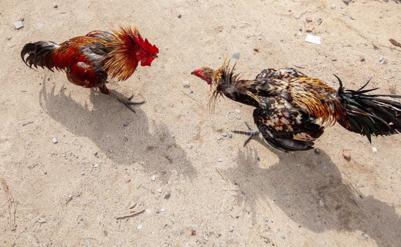 Combat de coqs photo stock. Image du poules, coqs, village - 1430270