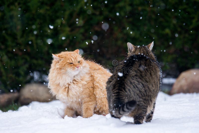 Combat de deux chats image stock. Image du mignon, vert - 35113967