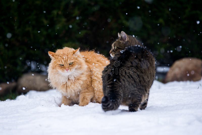 Combat de deux chats image stock. Image du mignon, vert - 35113967