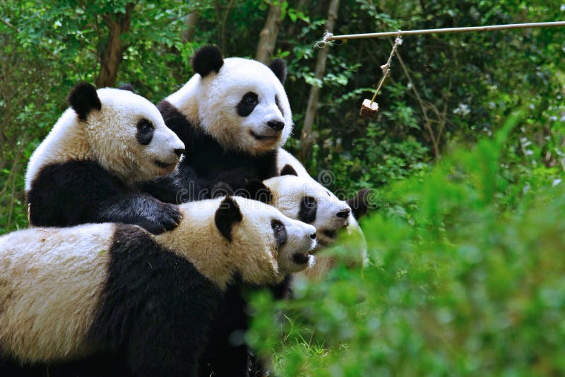 Combat De Panda Pour Une Pomme Photo stock - Image du environnement ...