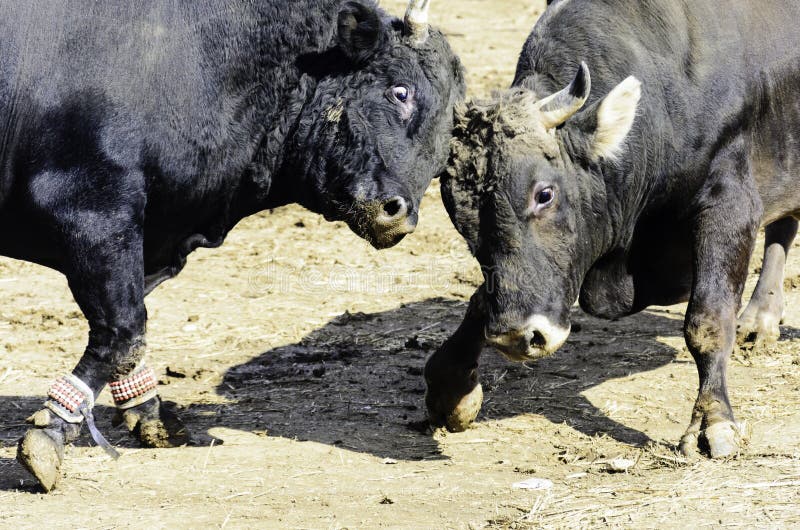 Combat De Taureau En Espagne Dans L'herbe Photo stock - Image du mort ...