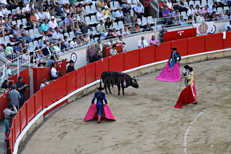 Combat De Taureau Dans Fujeirah Image éditorial - Image du sang, arène ...