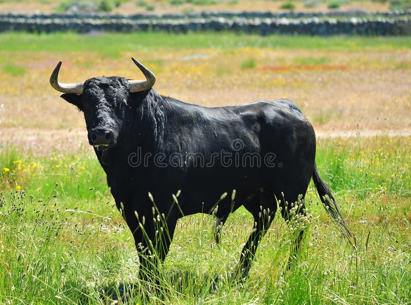 Taureau Courageux Dans Le Champ Avec De Grandes Cornes Photo stock ...