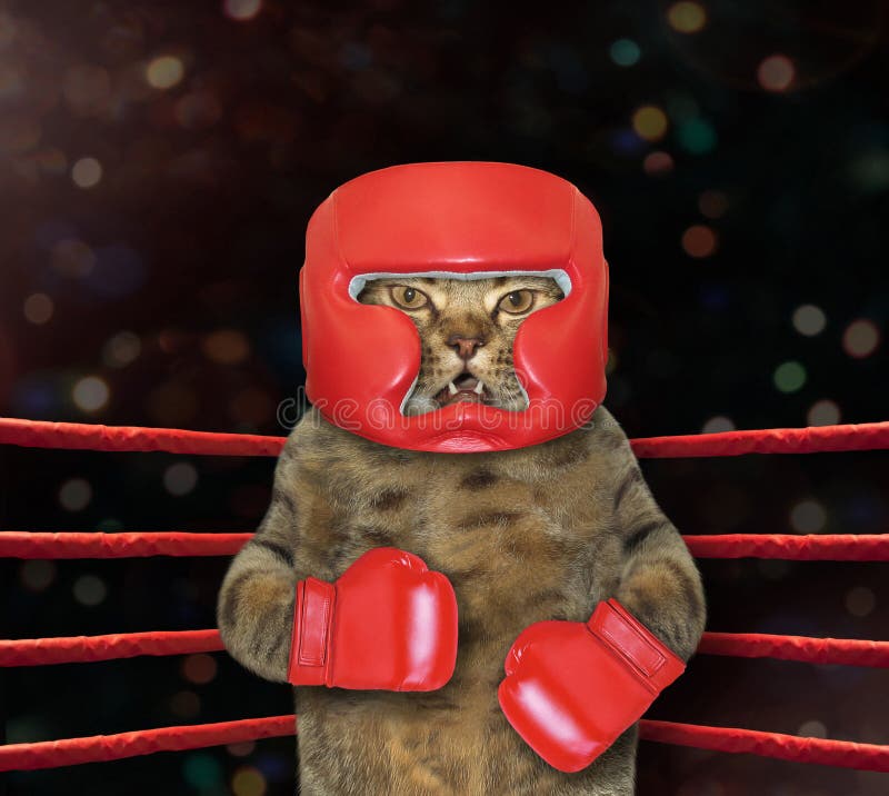 Combatiente Del Gato En Ring De Boxeo Foto de archivo - Imagen de ...