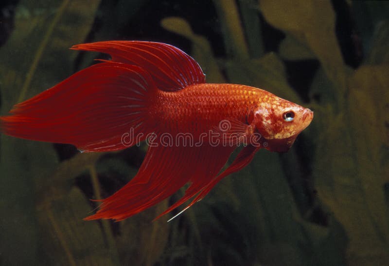COMBATTANT betta splendens stock photo. Image of wildlife - 173274502