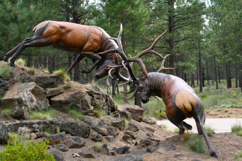 Combattimento Dei Maschi Degli Alci Immagine Stock - Immagine di brio ...
