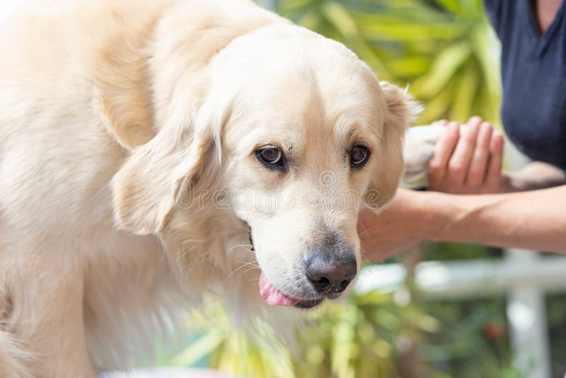 Combed Golden Retriever Dog is Looking at the Camera Stock Photo ...
