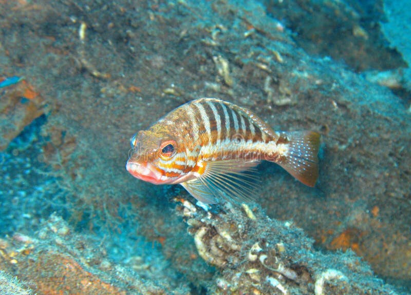 Sea Comber on a Mediterranean Reef Stock Image - Image of organism ...