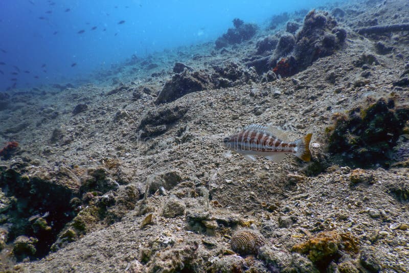 Comber Fish Serranus Cabrilla Underwater Scene Stock Photo - Image of ...