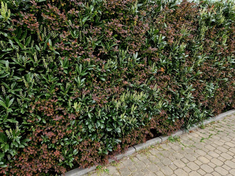 A Combination of the Appearance of Two Bushes in a Hedge. Red an Stock ...