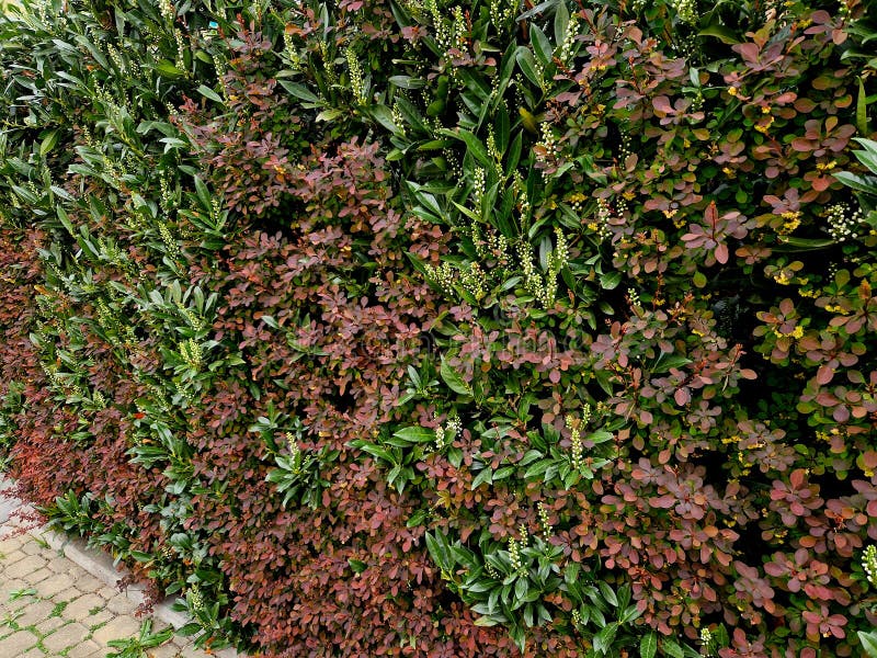 A Combination of the Appearance of Two Bushes in a Hedge. Red an Stock ...
