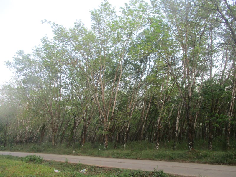 Combination of Rubber-producing Crops and Rice Fields Stock Photo ...