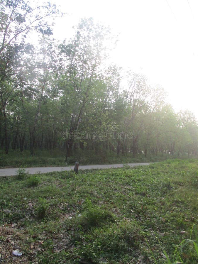 Combination of Rubber-producing Crops and Rice Fields Stock Photo ...