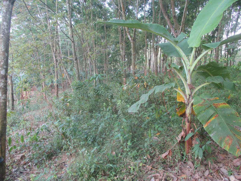 Combination of Rubber-producing Crops and Rice Fields Stock Photo ...