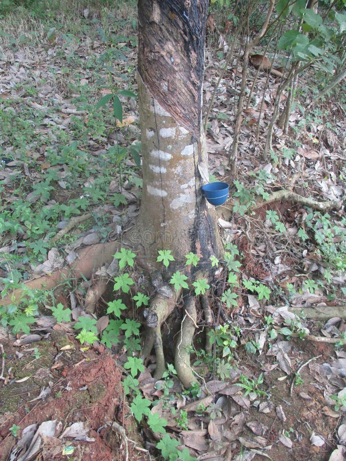 Combination of Rubber-producing Crops and Rice Fields Stock Image ...