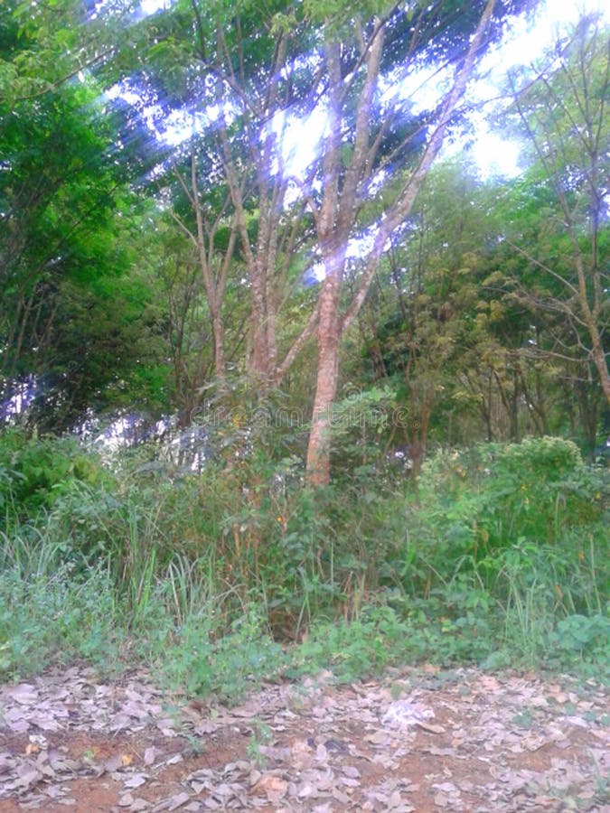 Combination of Rubber-producing Crops and Rice Fields Stock Image ...