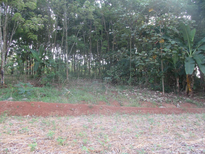 Combination of Rubber-producing Crops and Rice Fields Stock Photo ...