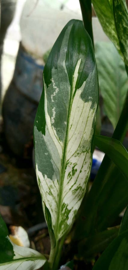 The Combination of Beautiful Green and White Leaf Colors is ...