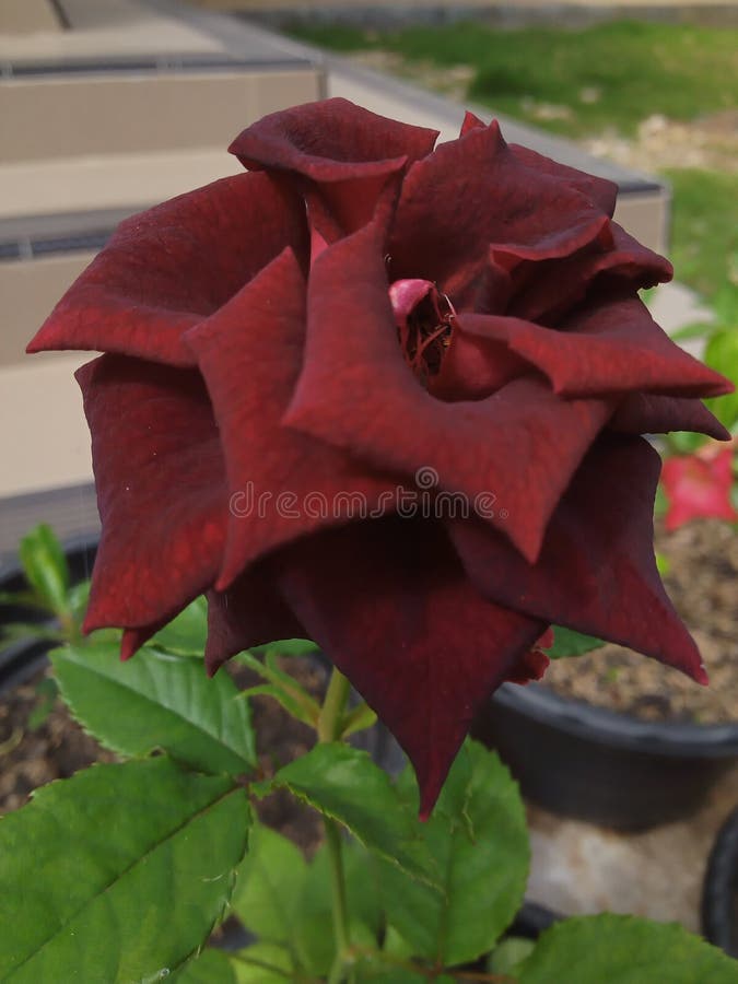The Combination of Black and Red on a Rose in Garden Stock Image ...