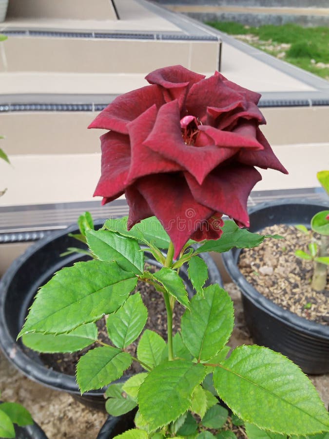 The Combination of Black and Red on a Rose in Garden Stock Image ...