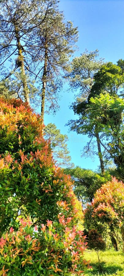 The Combination of Colors of Life Becomes a Beauty Stock Image - Image ...