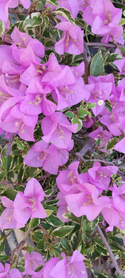 A Combination of Colors that Pleases Our Eyes Stock Image - Image of ...