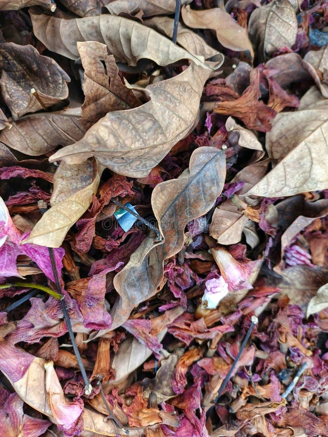 The Combination of Dried Leaves and Flowers are Fallen Stock Image ...