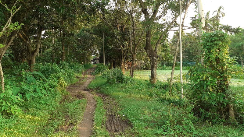 A Combination of Many Trees. Stock Photo - Image of trail, meadow ...