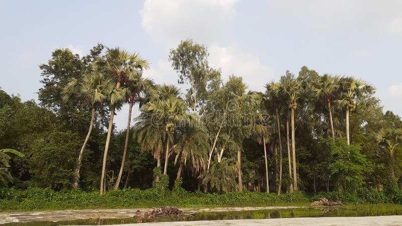 A Combination of Many Trees. Stock Photo - Image of tropics, garden ...