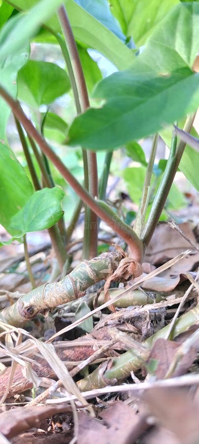 A Combination of Plant Roots and Dry Leaves Stock Photo - Image of ...