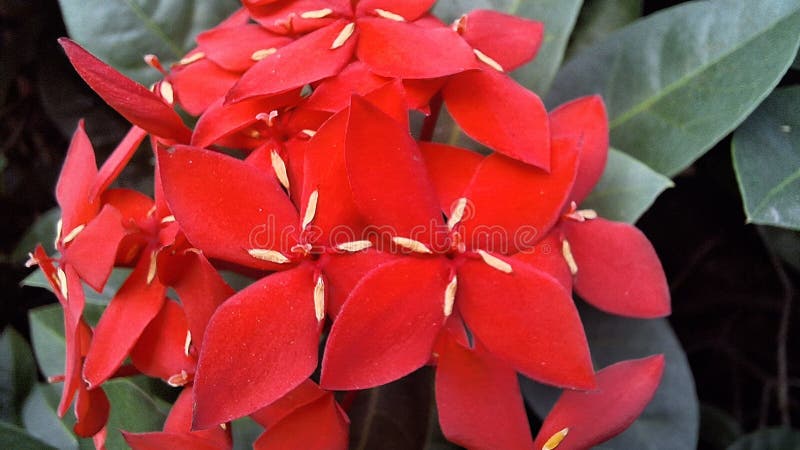 Combination Red and Little White Line in Ixora Coccinea Flower Stock ...