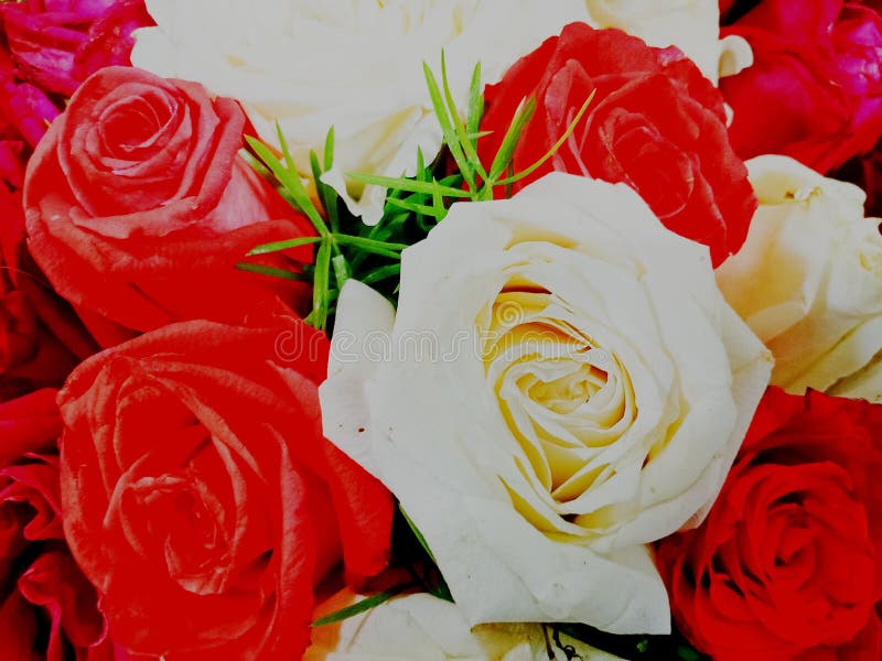 The Combination of Red and White RosesÂ symbolizes Unity. Stock Image ...