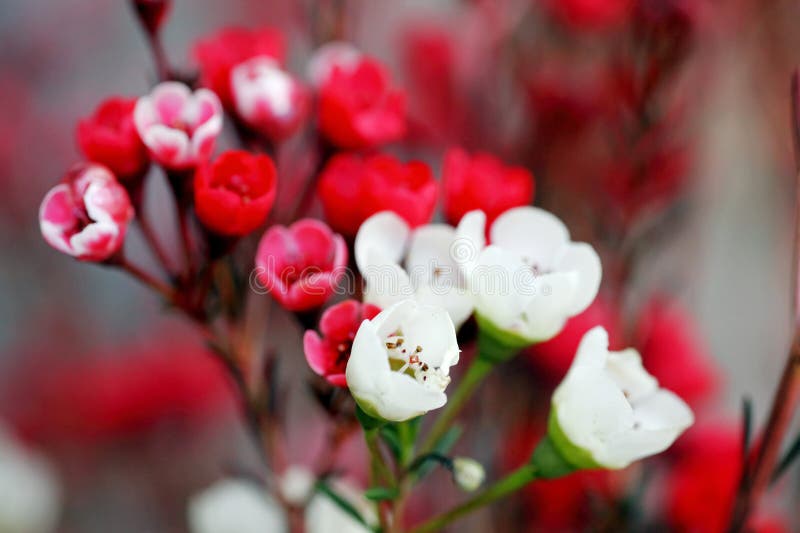 Ornamental Flowers - Red and White Wintersweet. Stock Photo - Image of ...
