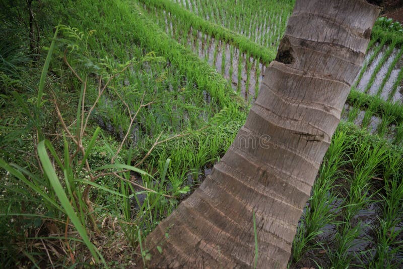 182 Other Rice Field Crops Stock Photos - Free & Royalty-Free Stock ...