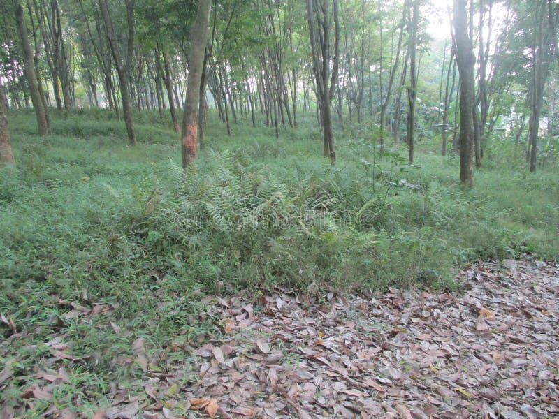 Combination of Rubber-producing Crops and Rice Fields Stock Photo ...