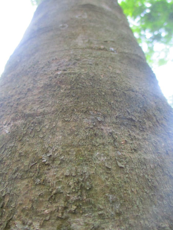 Combination of Rubber-producing Crops and Rice Fields Stock Image ...