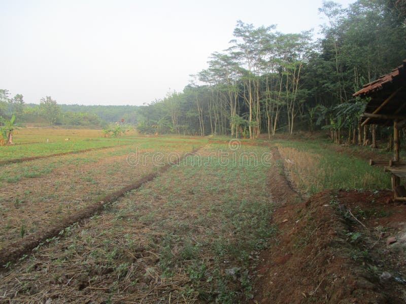 Combination of Rubber-producing Crops and Rice Fields Stock Photo ...