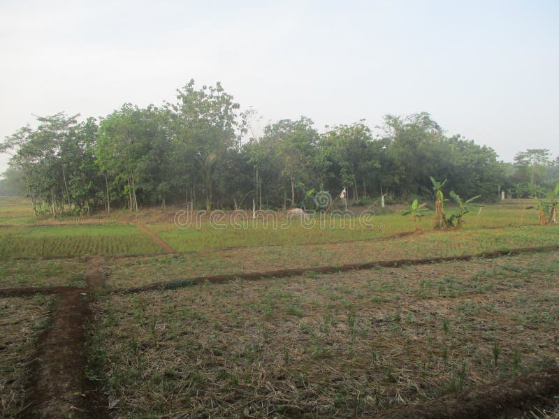 Combination of Rubber-producing Crops and Rice Fields Stock Photo ...