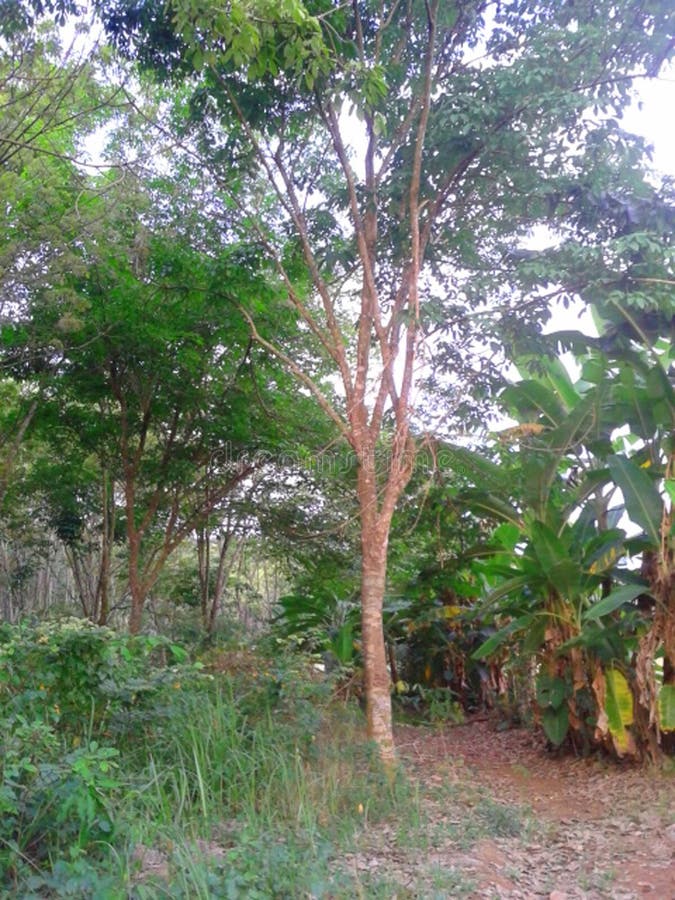 Combination of Rubber-producing Crops and Rice Fields Stock Image ...