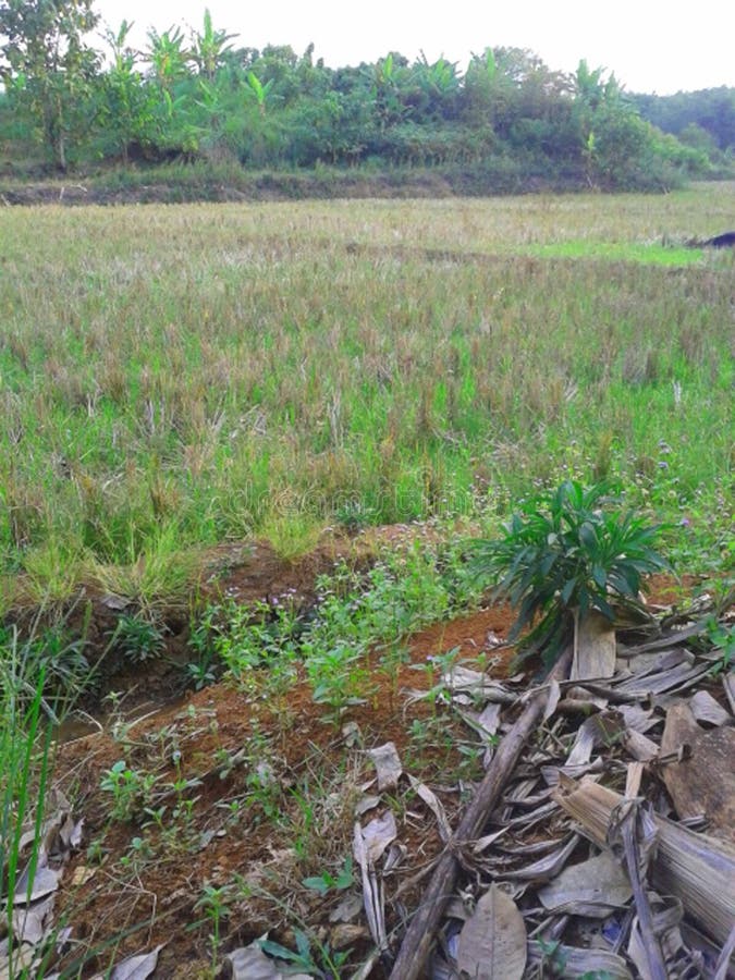 Combination of Rubber-producing Crops and Rice Fields Stock Photo ...
