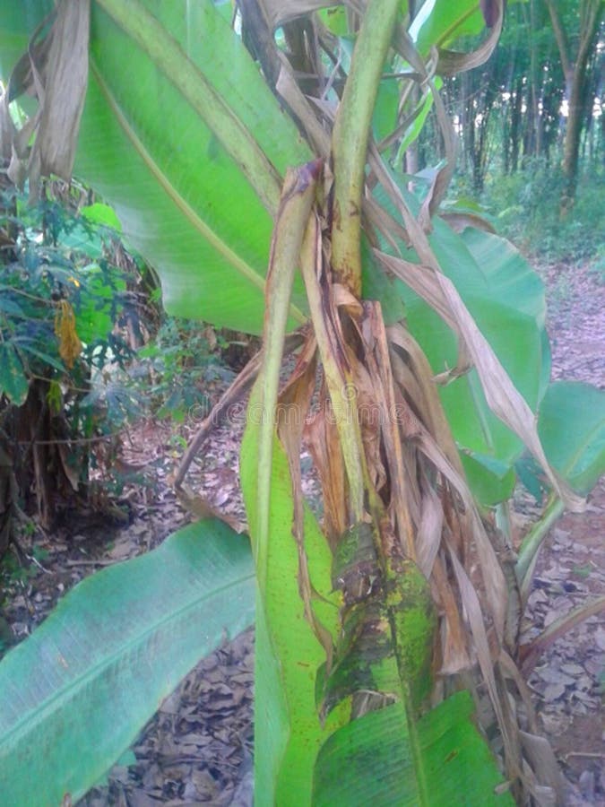 249 Banana Tree Culture Plants Stock Photos - Free & Royalty-Free Stock ...