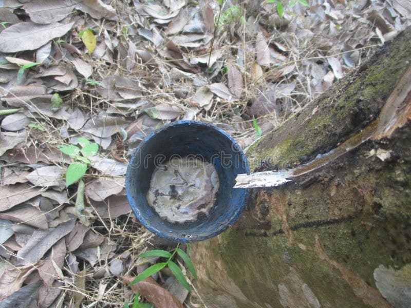 Combination of Rubber-producing Crops and Rice Fields Stock Photo ...