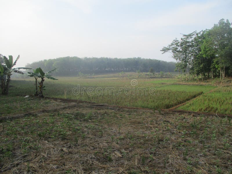 Combination of Rubber-producing Crops and Rice Fields Stock Photo ...