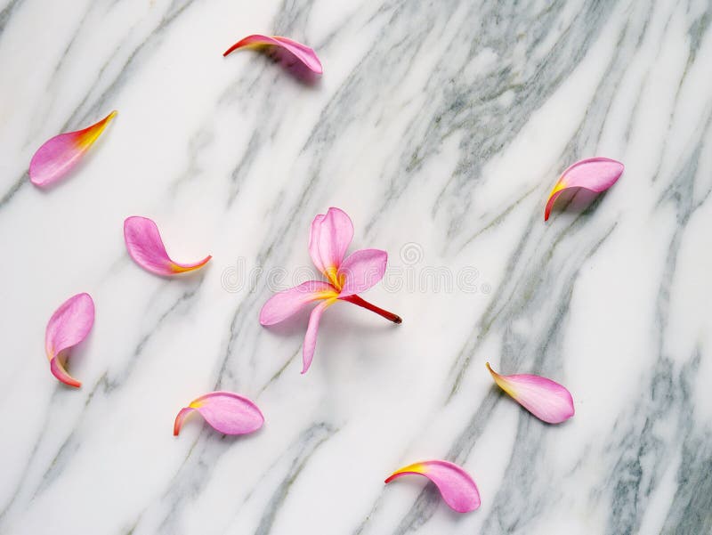 Combination of Spa Flowers and Petals for Relaxation Stock Image ...