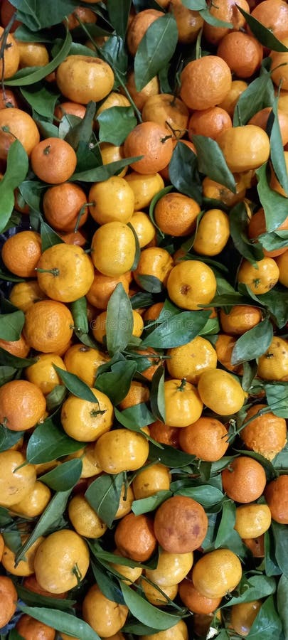 Piles of Fresh Baby Oranges Stock Image - Image of orange, product ...