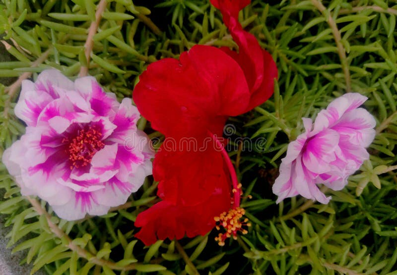 The Combination of Three Different Colour of these Flowers are Looking ...