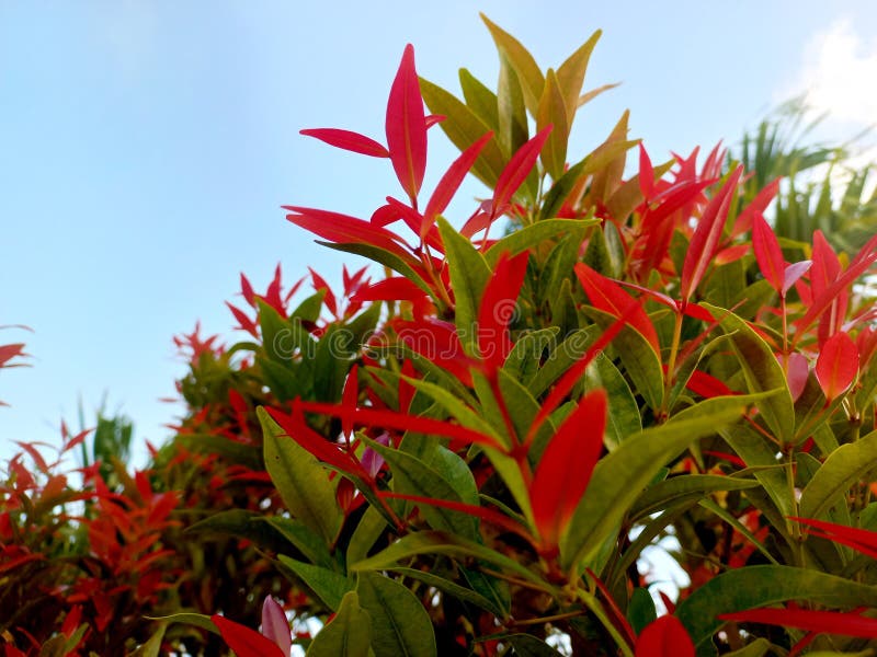 A Combination of Two Beautiful Leaf Colors on One Tree Stock Image ...