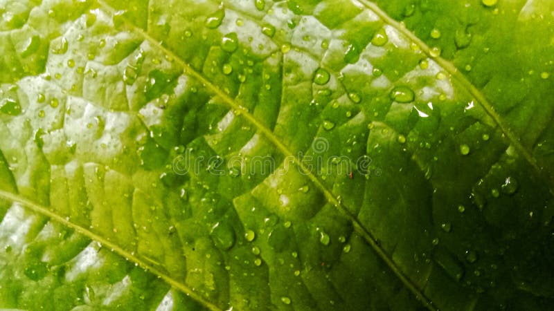 A Combination of Two Natural Colors that Make it More Unique and Cool ... A Combination of Two Natural Colors that Make it More Unique and Cool ...