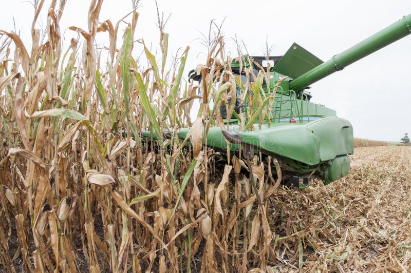 Fall field corn harvest stock photo. Image of acreage - 102901506