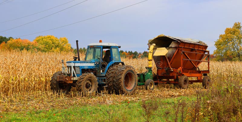 Combine Cuts Corn Trunks in Corn Field. Harvesting Silage Editorial ...